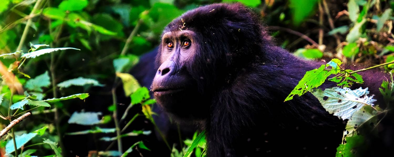 Python Safaris Uganda