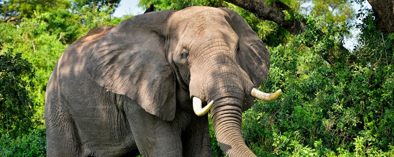 Python Safaris Uganda